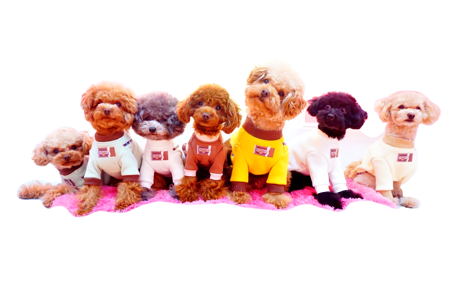 Micro Tea Cup Cafe | マイクロティーカップカフェ